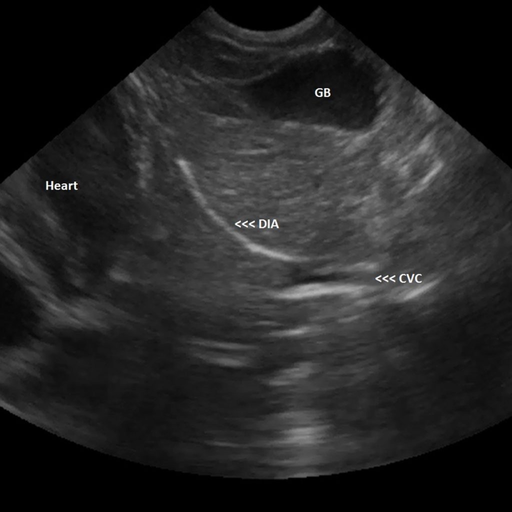 FASTVet Free Resource: Blog Preview - Use of the AFAST®-TFAST® DH View ...