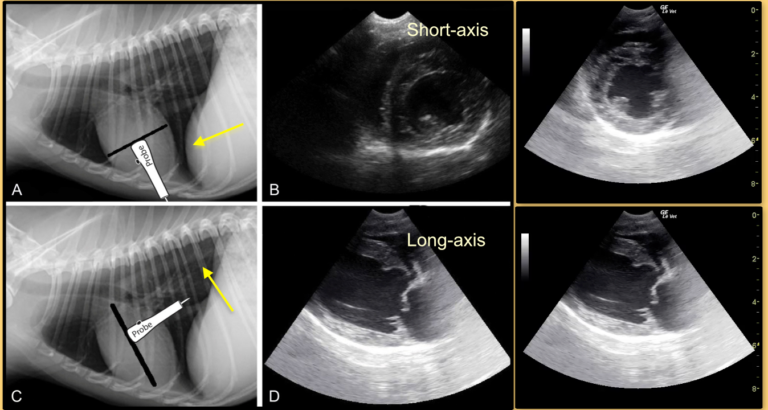 FASTVet Free Resources: ECC Blog - TFAST® Views of the Heart and their ...