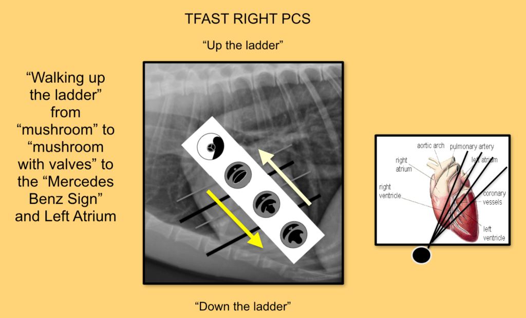 FASTVet Free Resources: ECC Blog - TFAST® Views of the Heart and their ...