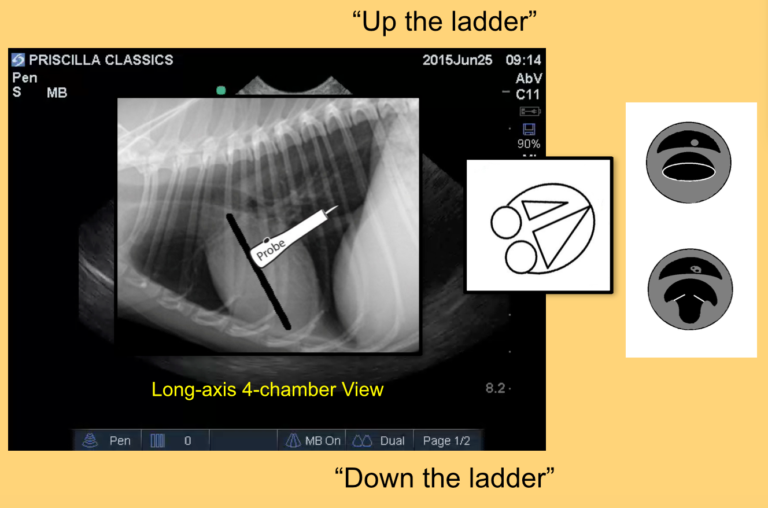 FASTVet Free Resources: ECC Blog - TFAST® Views of the Heart and their ...