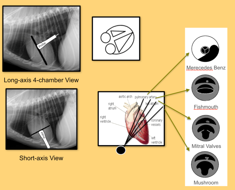 FASTVet Free Resources: ECC Blog - TFAST® Views of the Heart and their ...