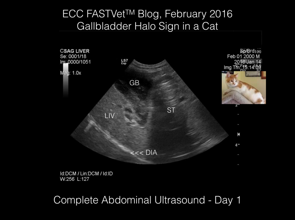 ECC Blog - The Gallbladder Halo Sign and Pericardial Effusion in a Cat ...