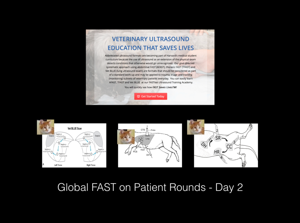 ECC Blog - The Gallbladder Halo Sign and Pericardial Effusion in a Cat ...