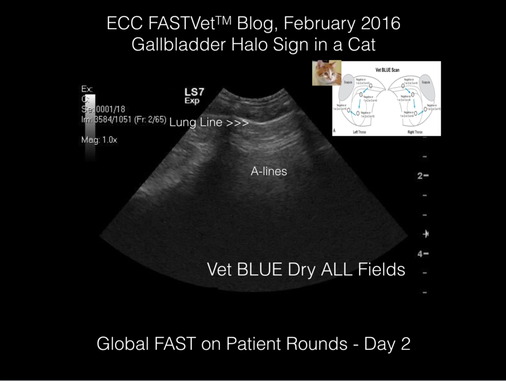ECC Blog - The Gallbladder Halo Sign and Pericardial Effusion in a Cat ...