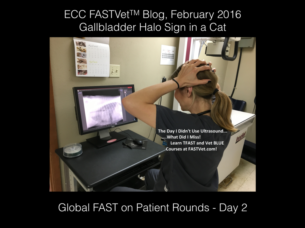 ECC Blog - The Gallbladder Halo Sign and Pericardial Effusion in a Cat ...