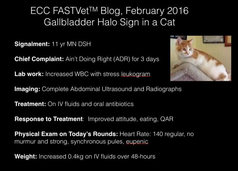 ECC Blog - The Gallbladder Halo Sign and Pericardial Effusion in a Cat ...