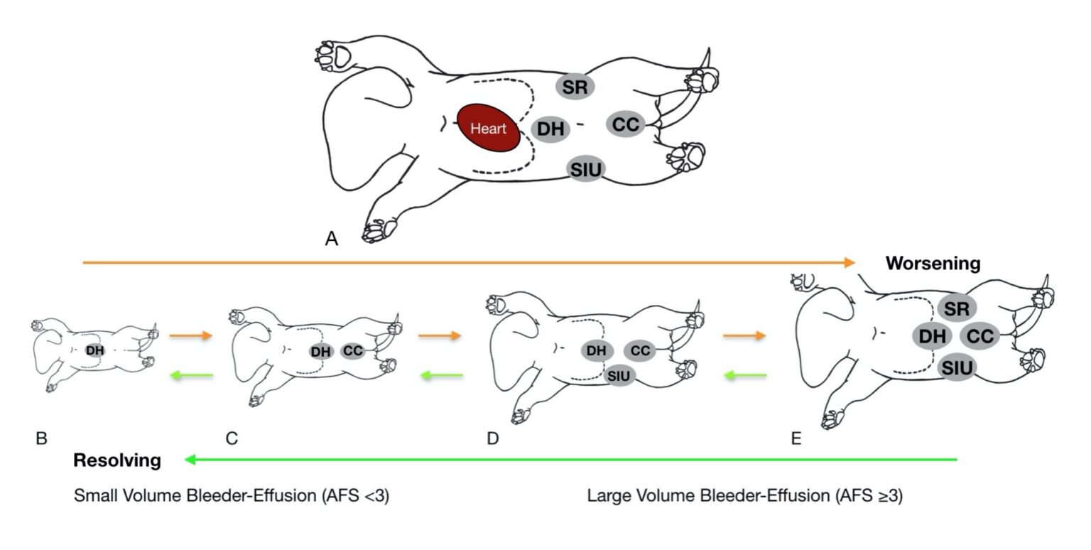 ECC and IM Blog - IMPORTANT News Flash - Modification of the Hemorrhage ...