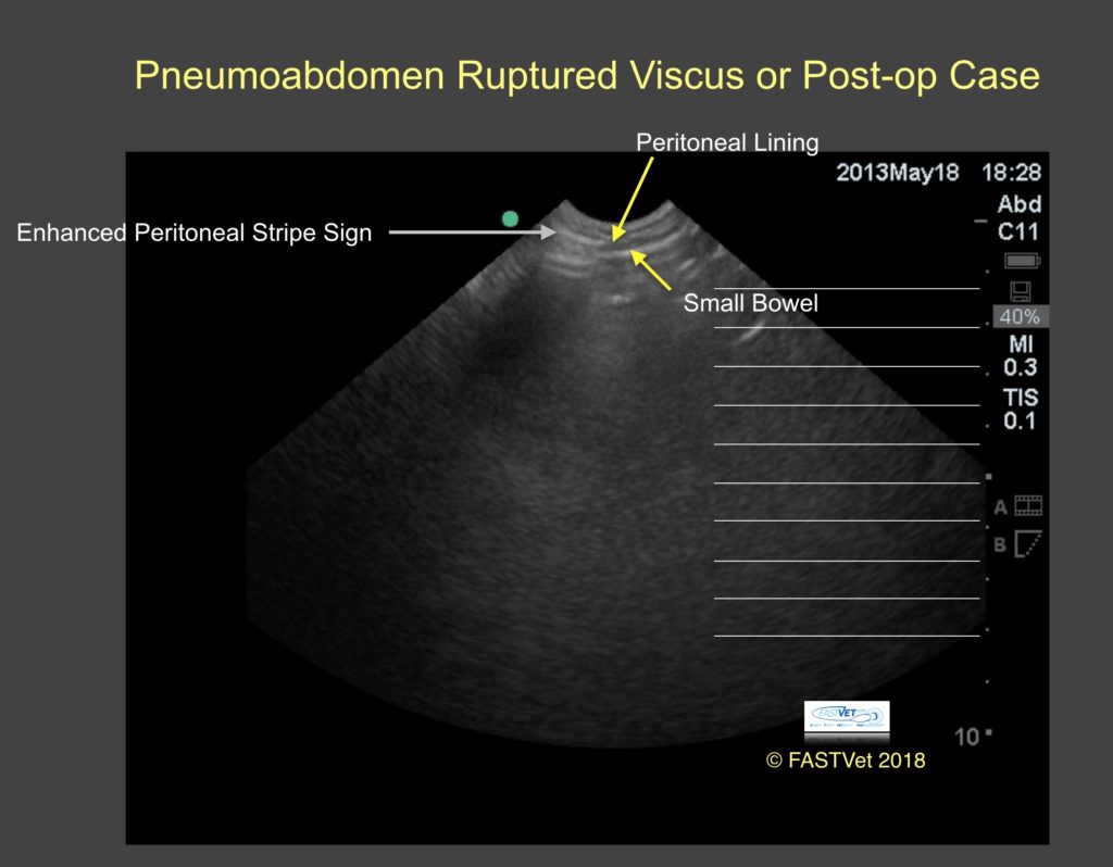 10 AFAST® Detection of Pneumoperitoneum - FASTVet