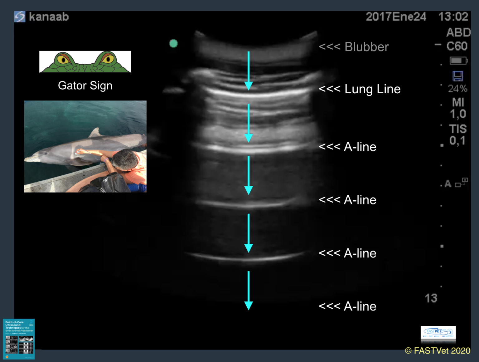 ECC and IM Blog, May 2022 - The Probe Matters for Vet BLUE® Lung ...