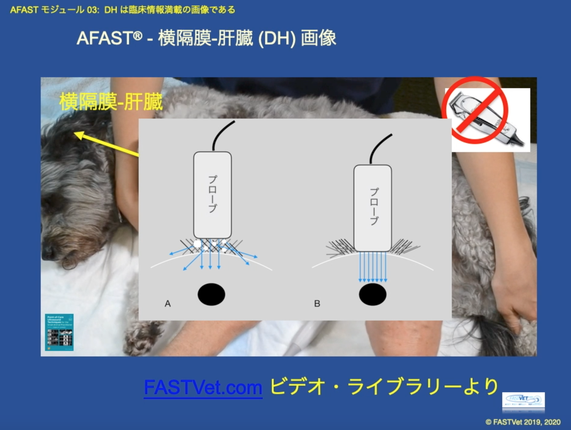 AFAST® オンラインコース - FASTVet