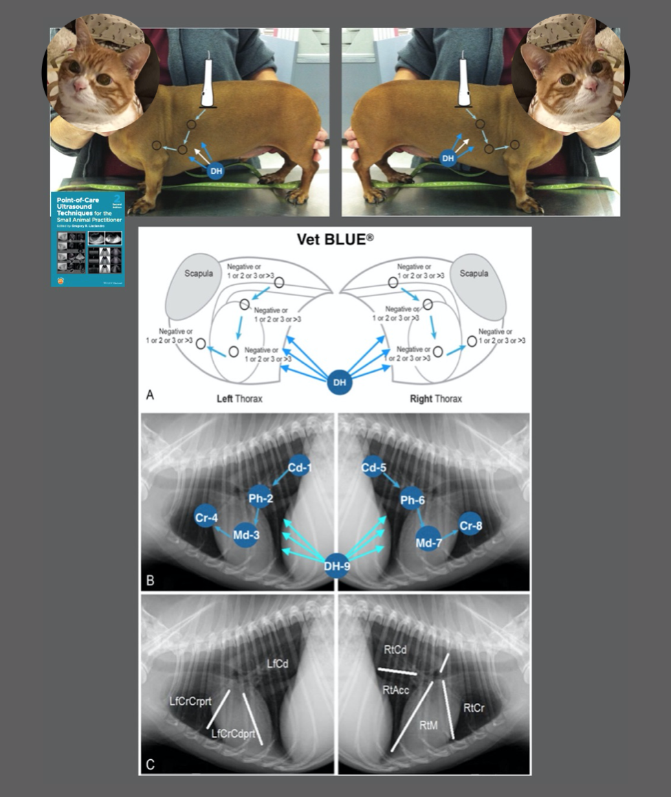 Case Study: Using the Vet BLUE® and Its Sensitivity Exceeding Thoracic ...