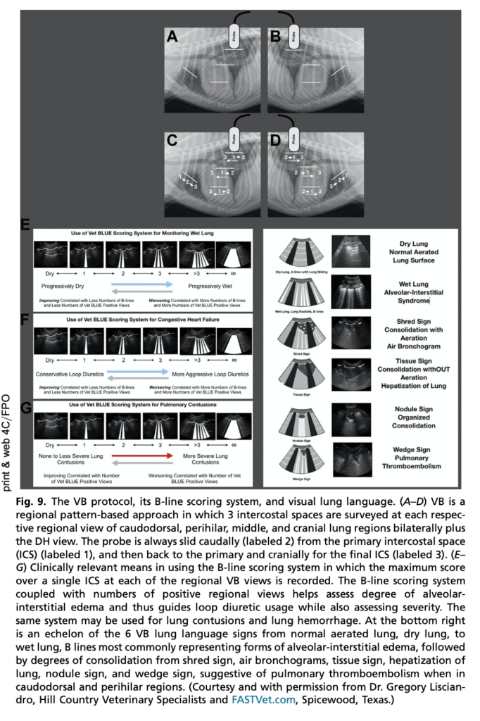 Case Study: Using the Vet BLUE® and Its Sensitivity Exceeding Thoracic ...
