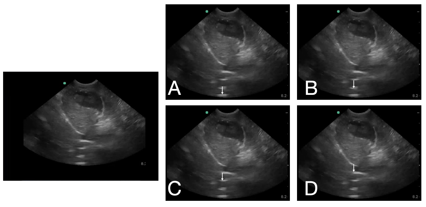 ECC and IM Blog- The Evolution and Another FASTVet Original ...