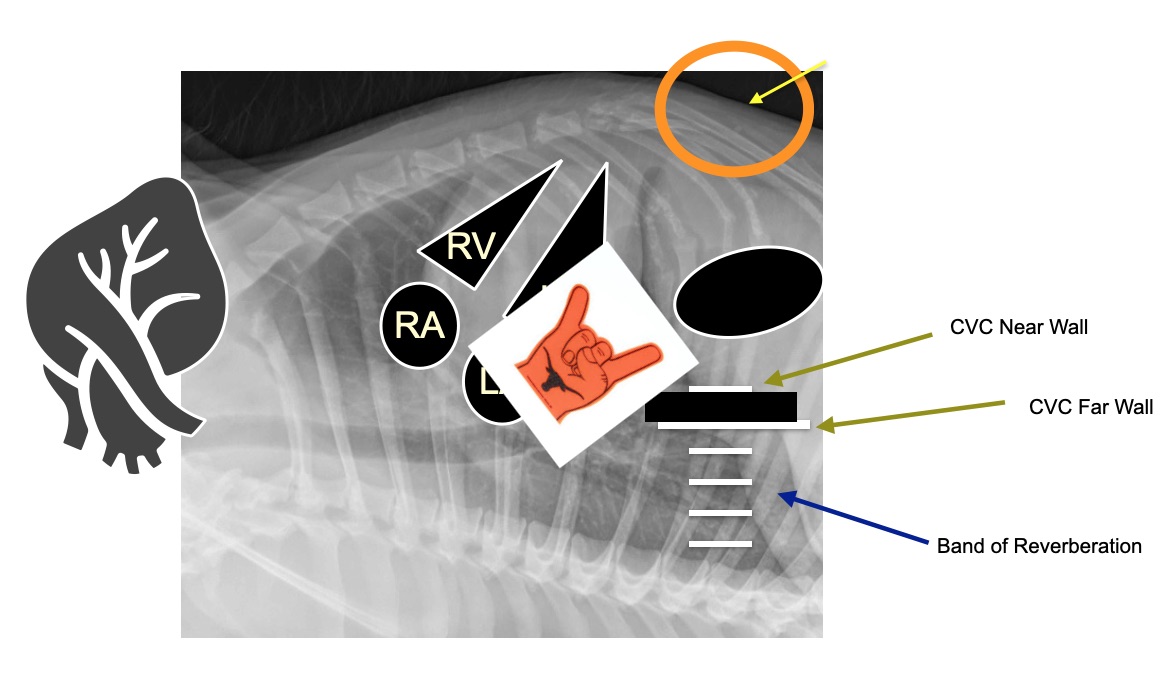 ECC and IM Blog- The Evolution and Another FASTVet Original ...