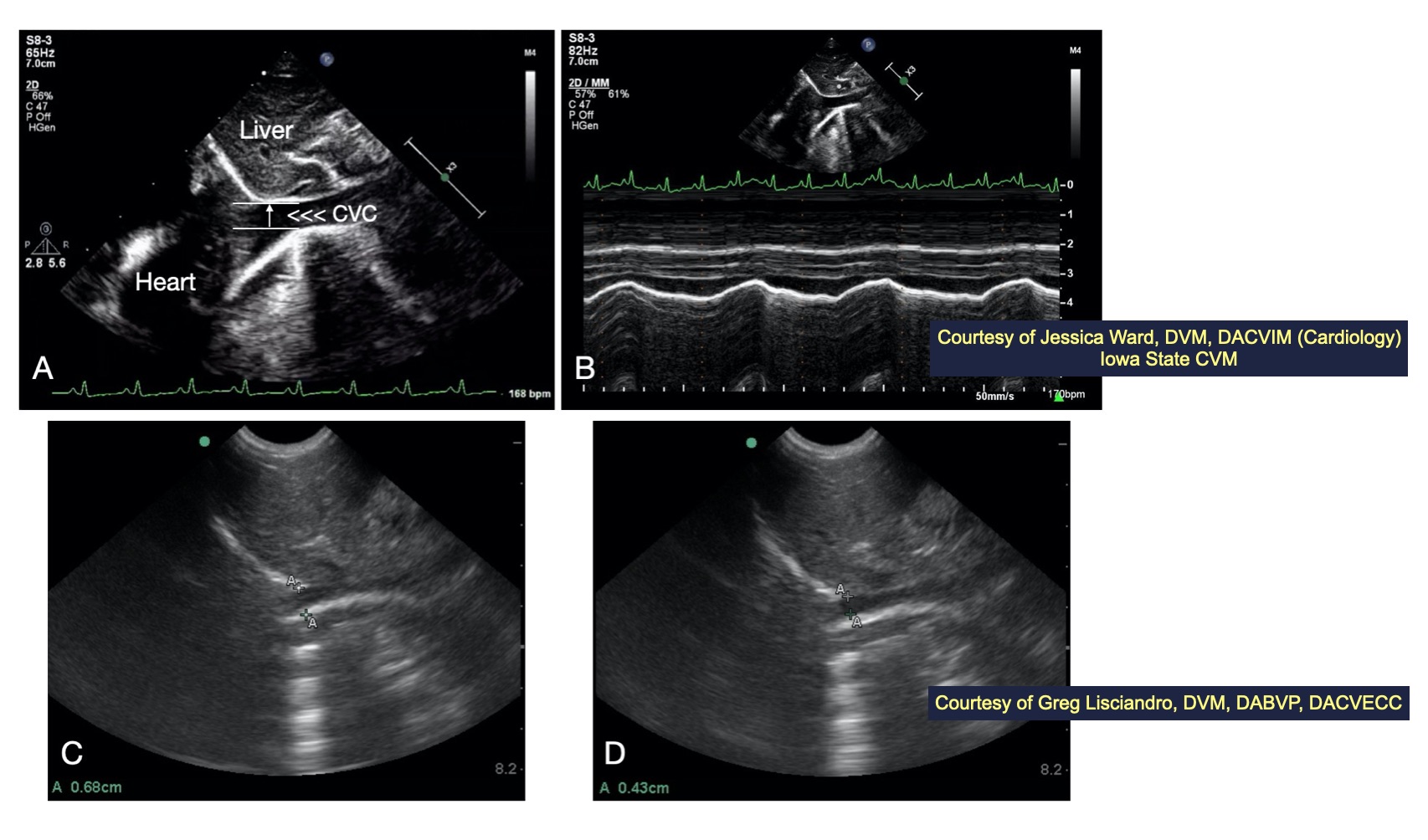 ECC and IM Blog- The Evolution and Another FASTVet Original ...