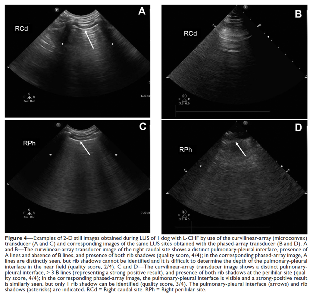 ECC and IM Blog, May 2022 - The Probe Matters for Vet BLUE® Lung ...
