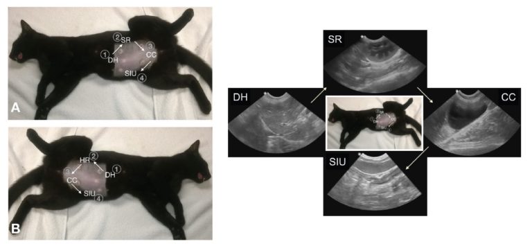 ECC and IM Blog - Introduction to AFAST® and How Far We've Come in 2022 ...