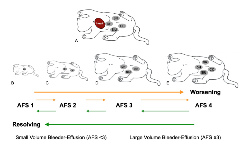 ECC and IM Blog - AFAST® and Its Abdominal Fluid Scoring System Dogs ...