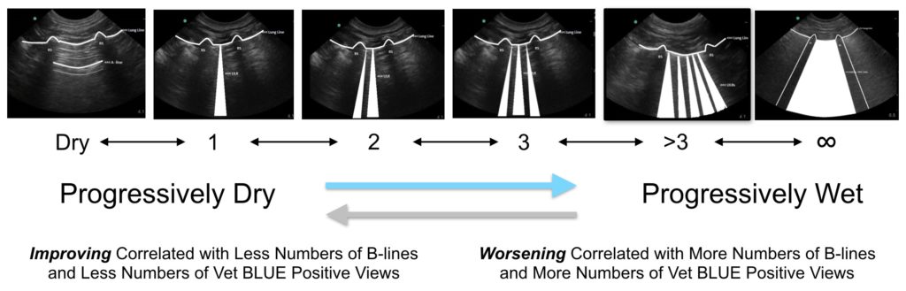 Internal Medicine Blog: Vet BLUE® Lung Ultrasound Case Study - Fungal ...