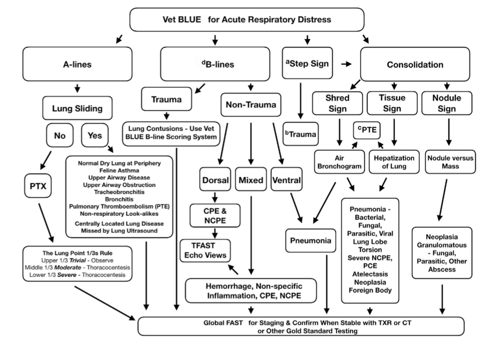 Internal Medicine Blog: Vet BLUE® Lung Ultrasound Case Study - Fungal ...