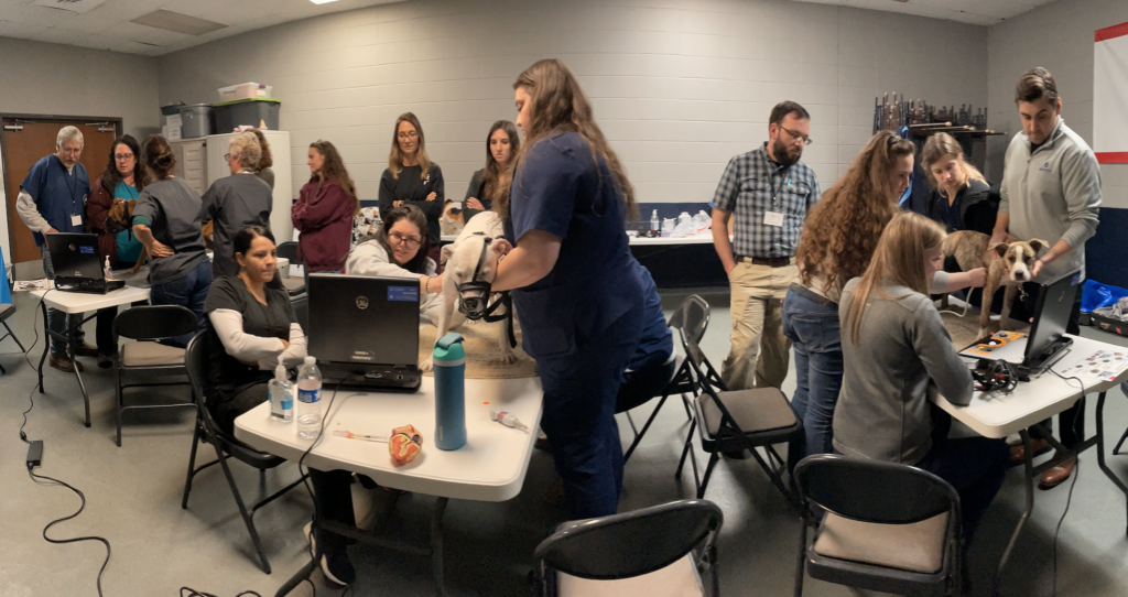 RACE-Approved Veterinary CE | In-Person Ultrasound Training