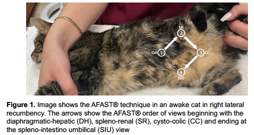 IVECCS 2023 Poster - COMPARISON OF POINT-OF-CARE ULTRASOUND SMALL ...