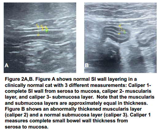 IVECCS 2023 Poster - COMPARISON OF POINT-OF-CARE ULTRASOUND SMALL ...