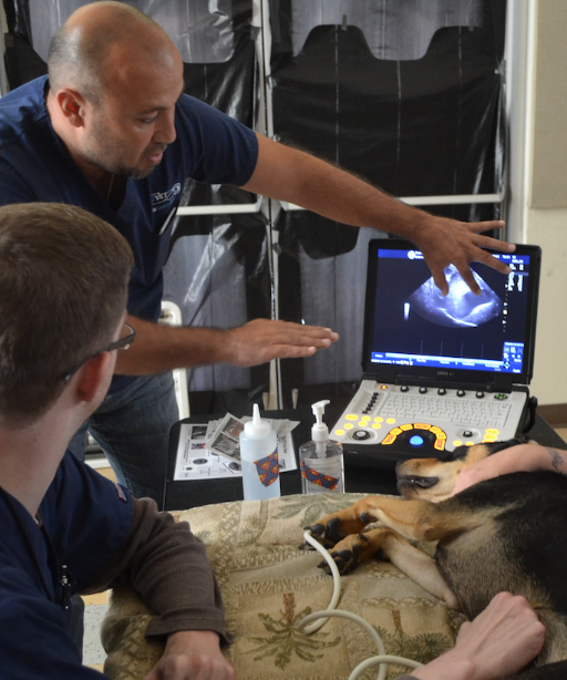 RACE-Approved Veterinary CE | In-Person Ultrasound Training