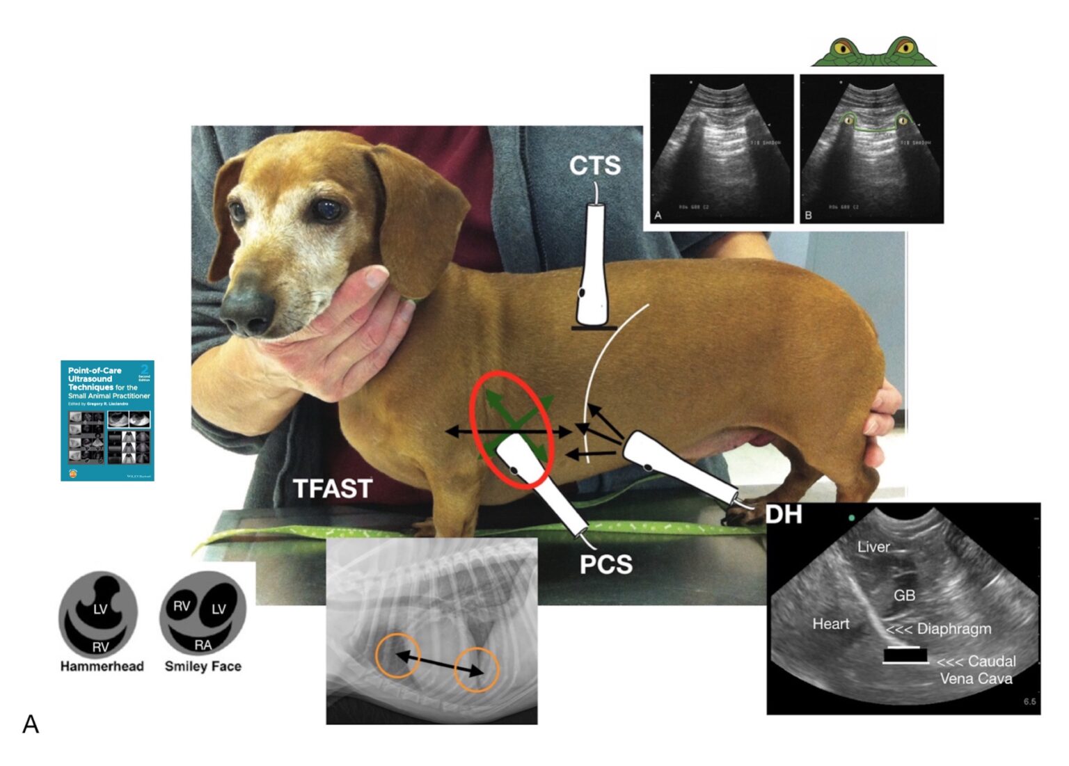 14 TFAST® Protocol and Its Views - FASTVet