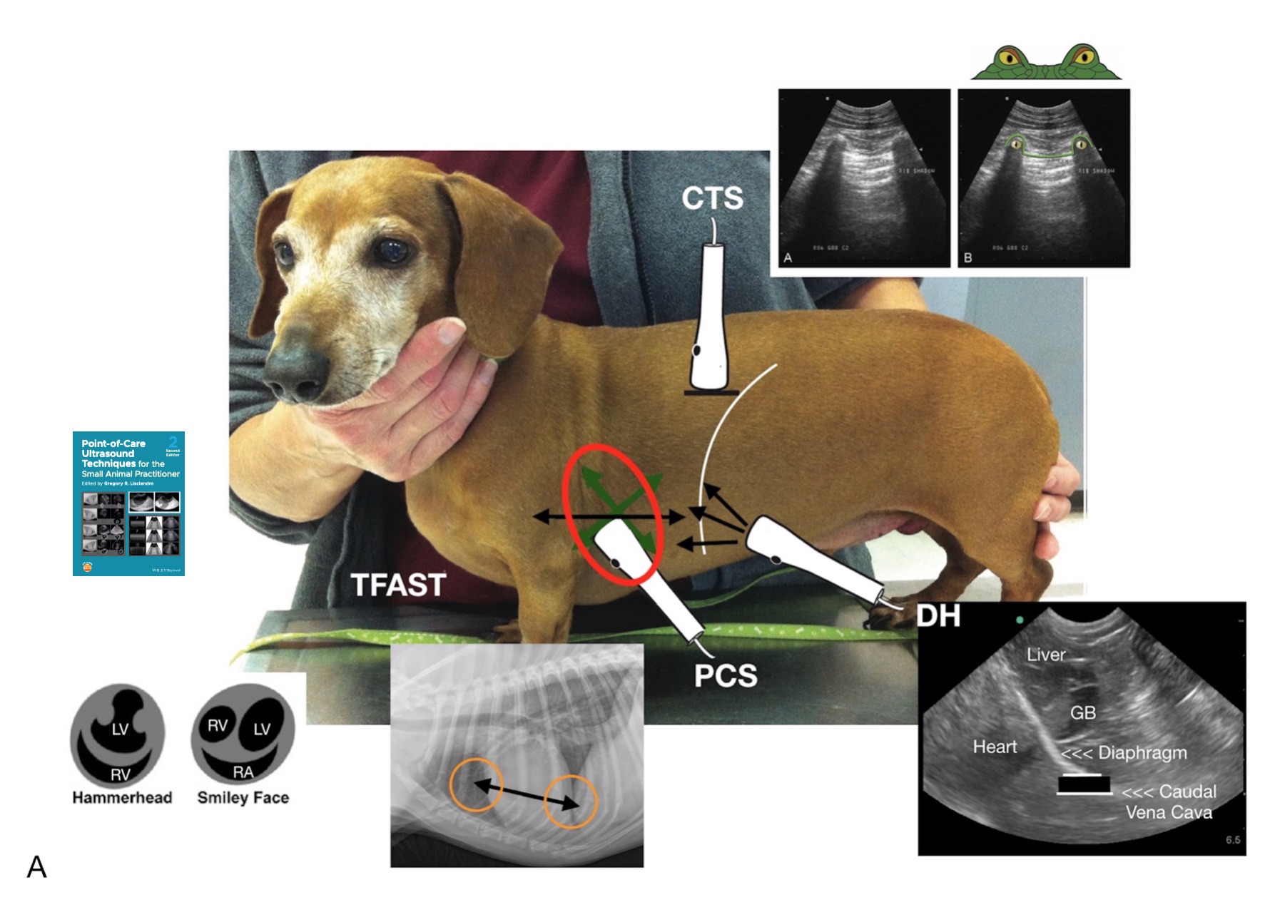 14 TFAST® Protocol and Its Views - FASTVet