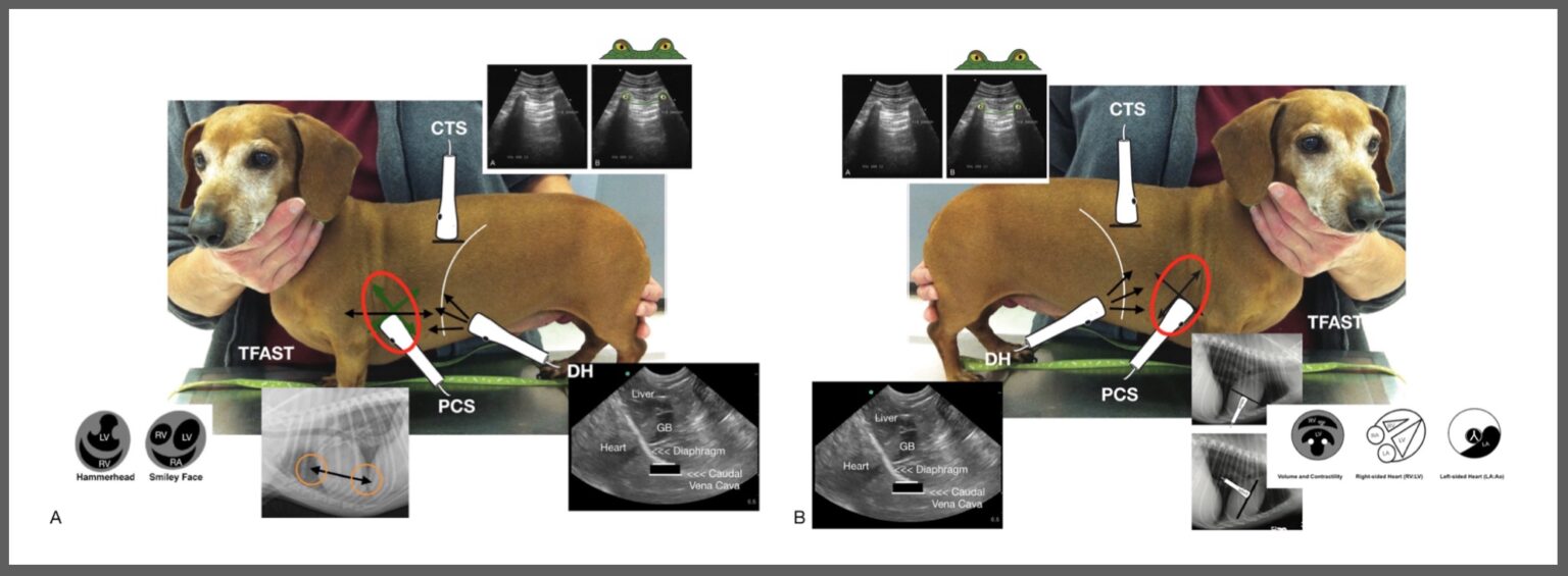 FASTVet Supplemental Tables and Figures for TFAST® Proceedings - FASTVet