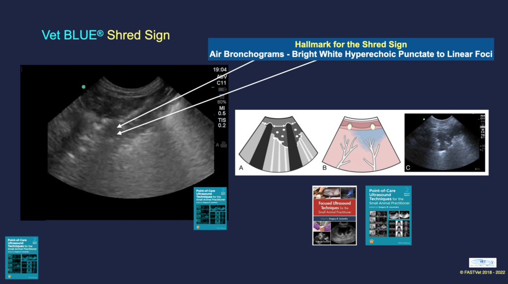 Internal Medicine Blog: Vet BLUE® Lung Ultrasound Case Study - Fungal ...