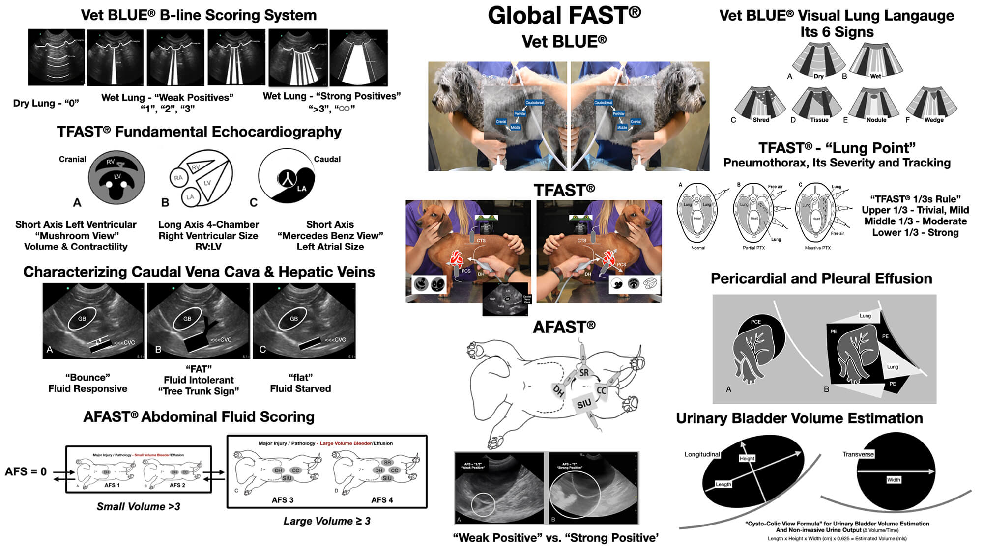 The Vet BLUE® およびGlobal FAST® コース- FASTVet