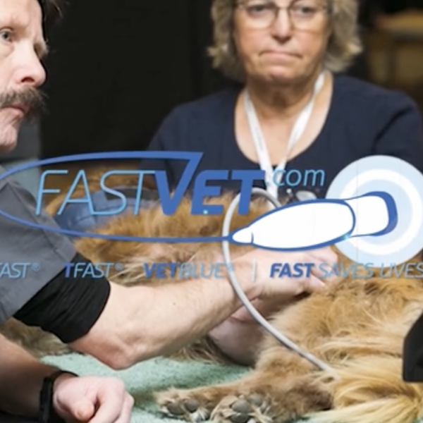 The FASTVet Big Saving Bundle - FASTVet