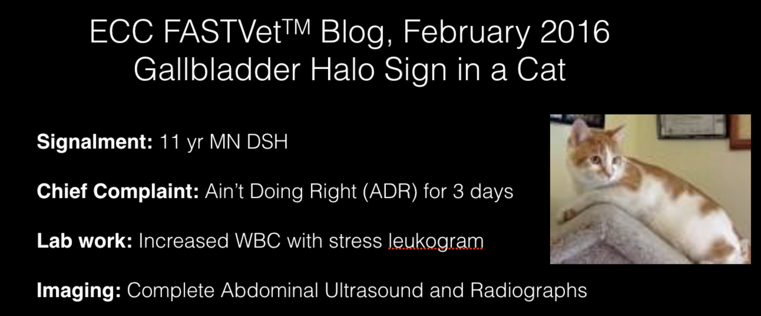 ECC Blog - The Gallbladder Halo Sign and Pericardial Effusion in a Cat ...